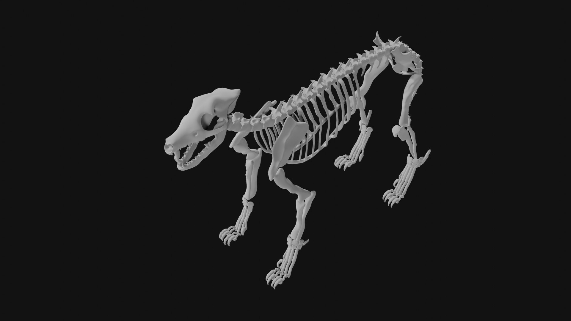 3D Model Wolf Skeleton - TurboSquid 1978158
