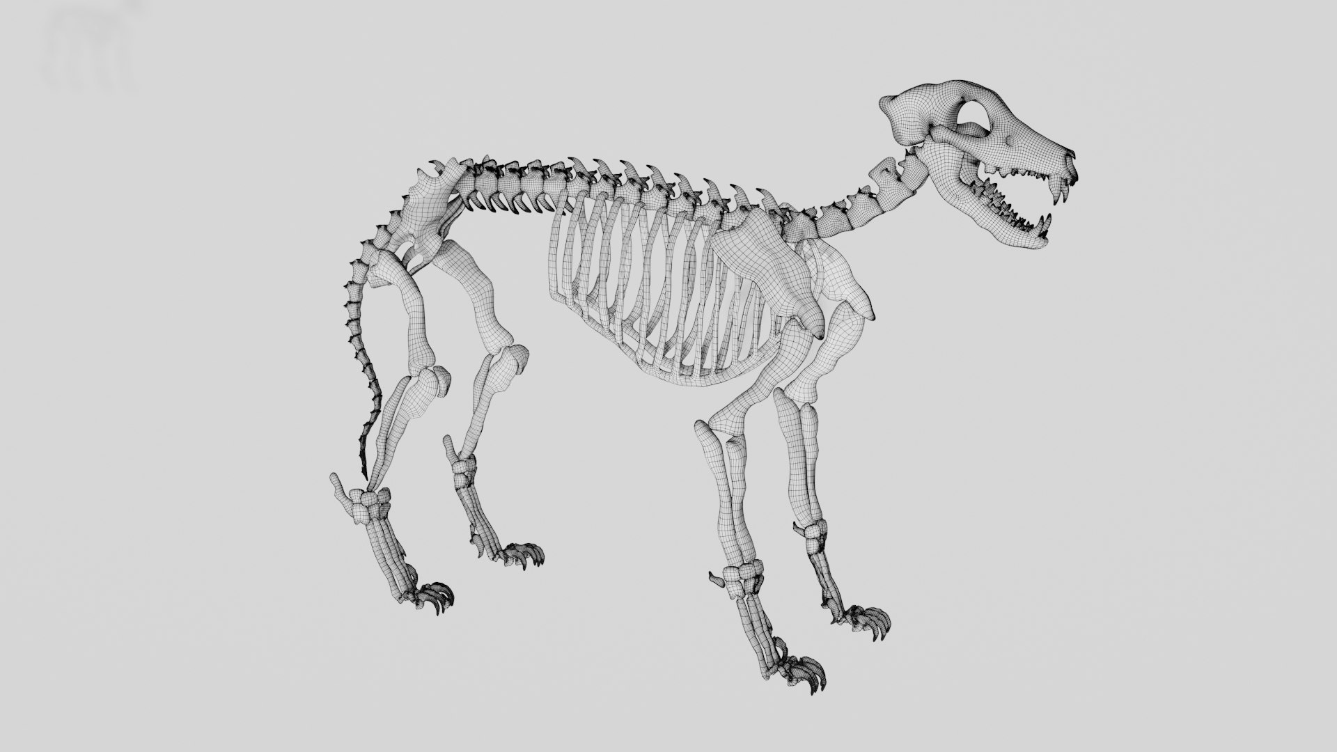 3D Model Wolf Skeleton - TurboSquid 1978158