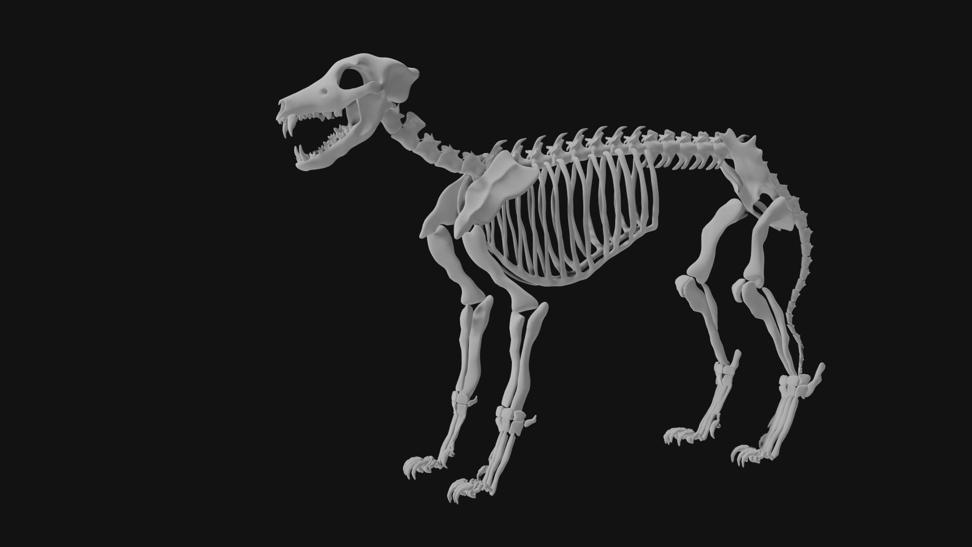 3D Model Wolf Skeleton - TurboSquid 1978158