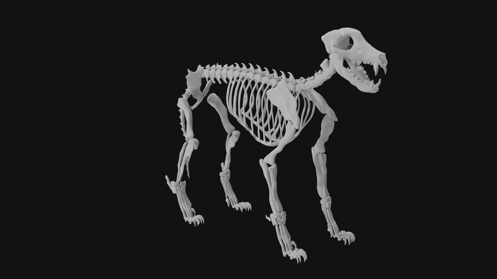 3D Model Wolf Skeleton - TurboSquid 1978158