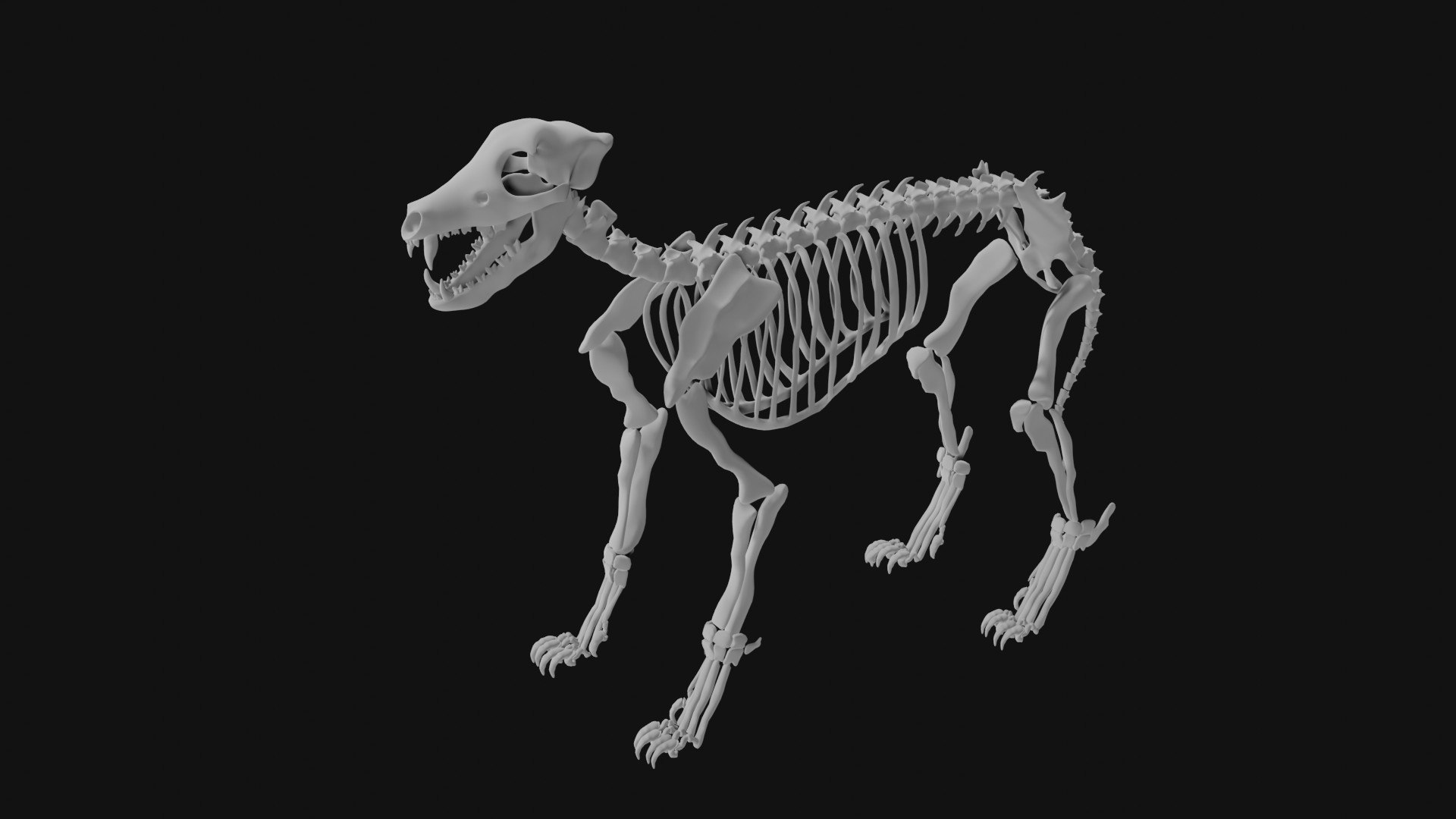 3D Model Wolf Skeleton - TurboSquid 1978158