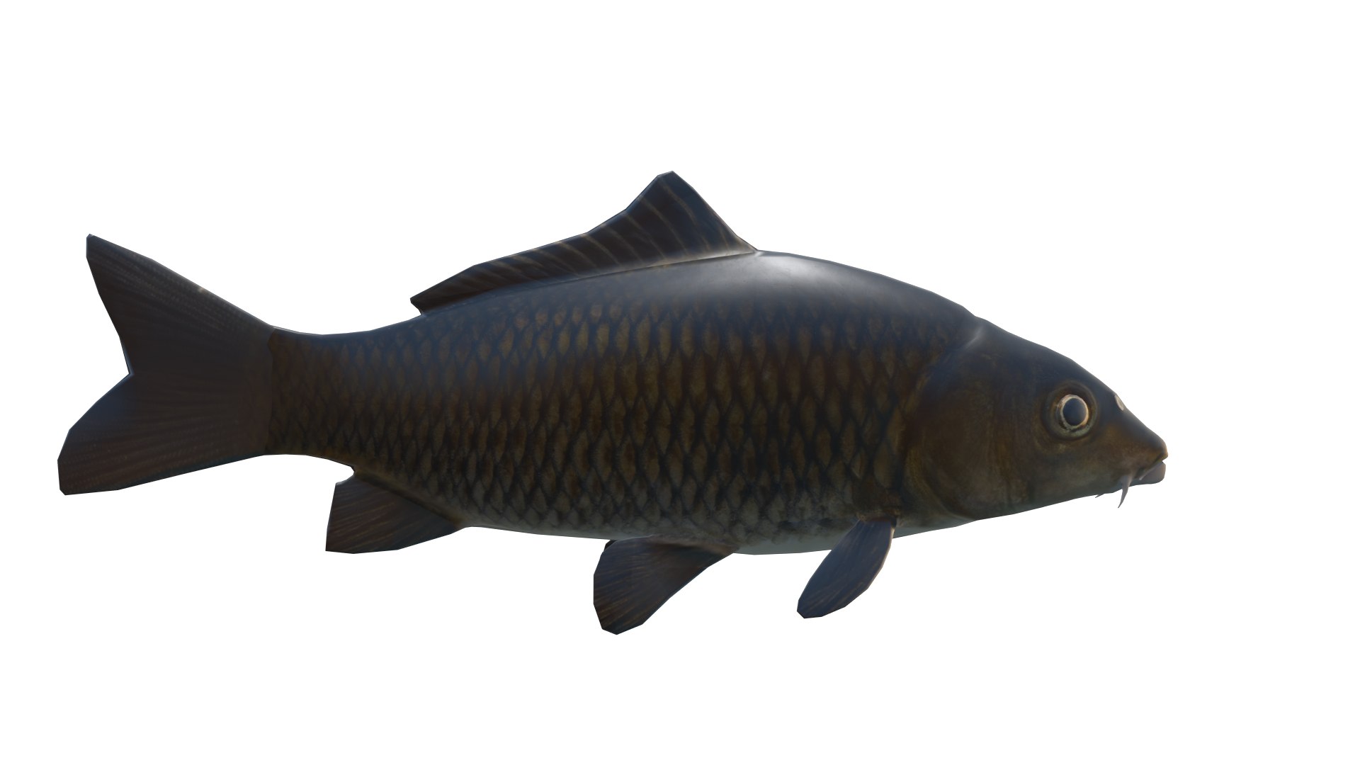 3D Mirror Carp Animal 3D Model Model - TurboSquid 2313533