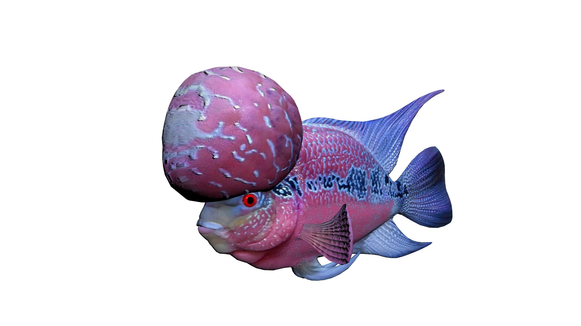 Flowerhorn Rigged 3D Model - TurboSquid 1476714