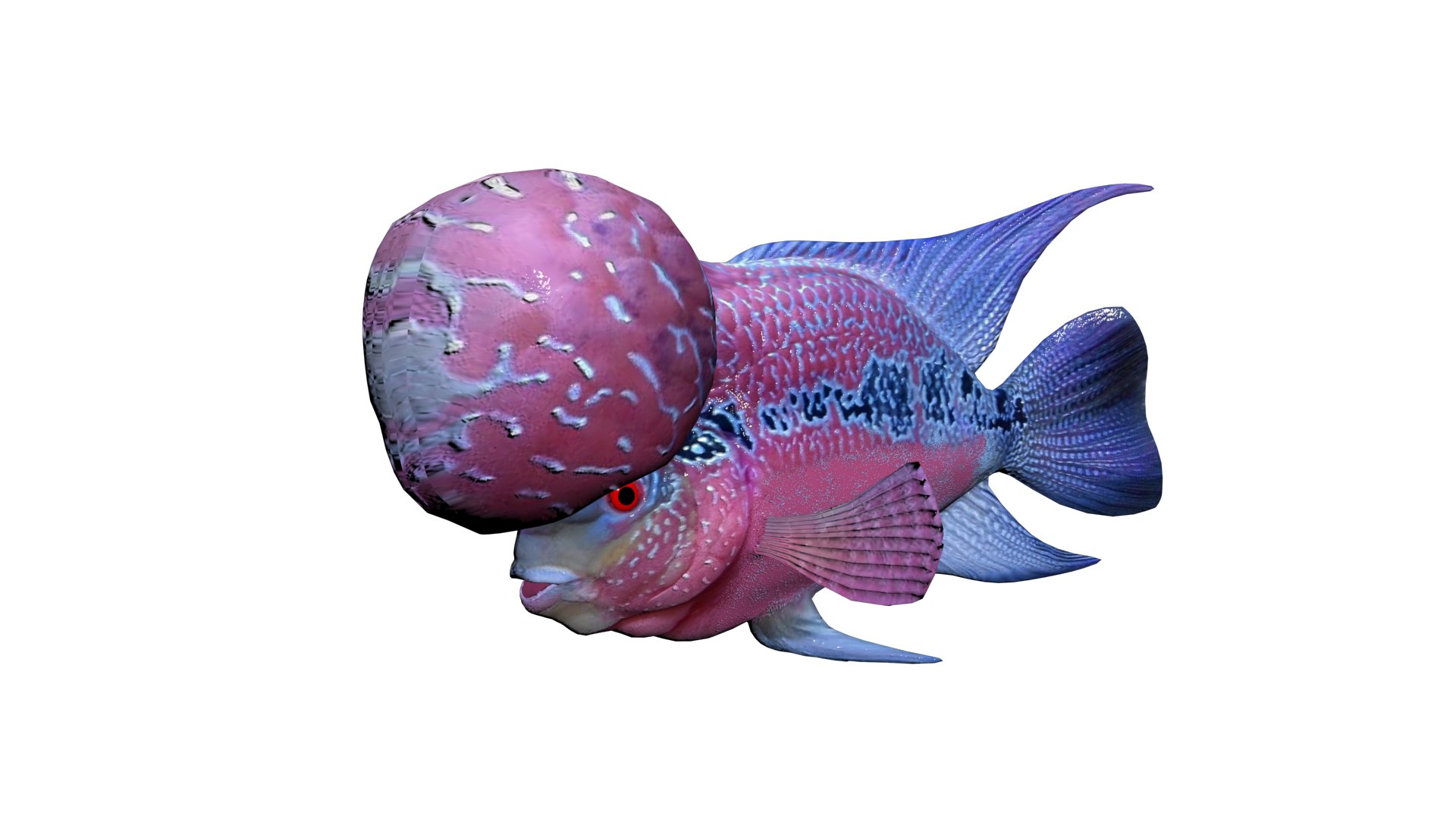 Flowerhorn Rigged 3D Model - TurboSquid 1476714