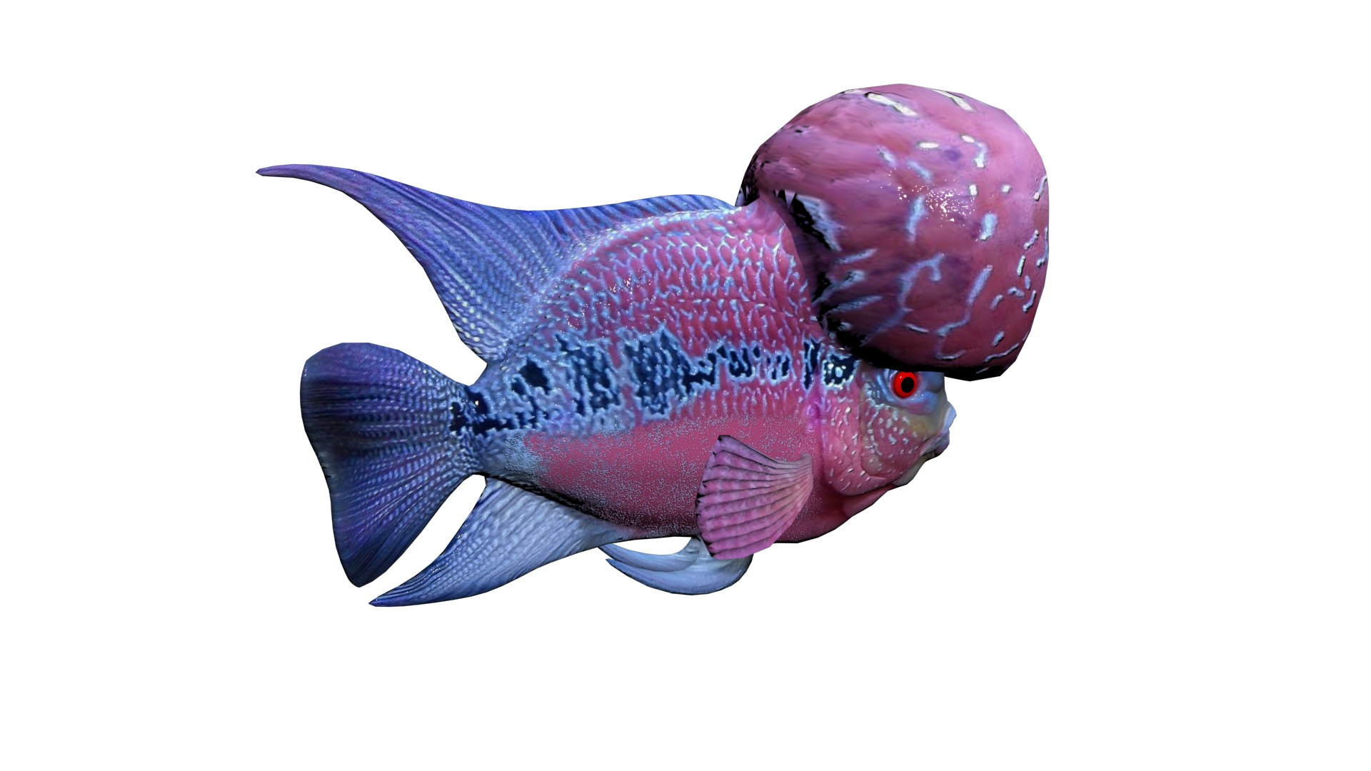 Flowerhorn Rigged 3D Model - TurboSquid 1476714