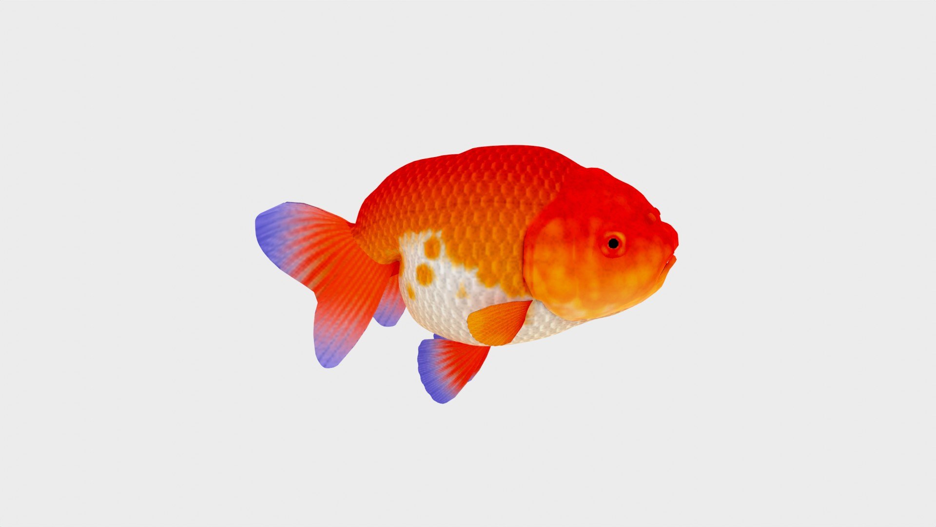 Red Ranchu Gold Fish 3D Model Low Poly 3D Model - TurboSquid 2242737