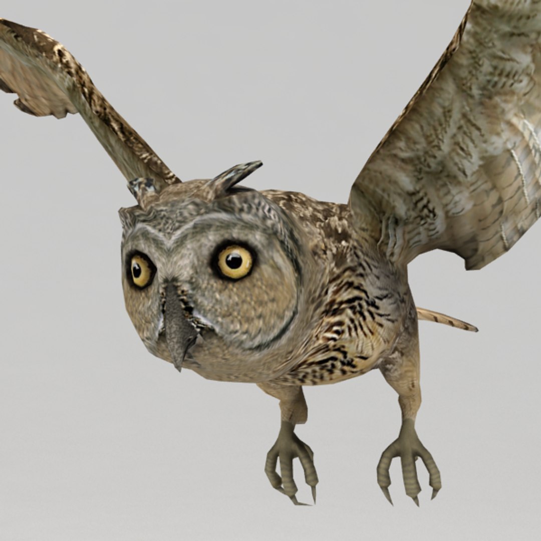 3d Rigged Owl Model