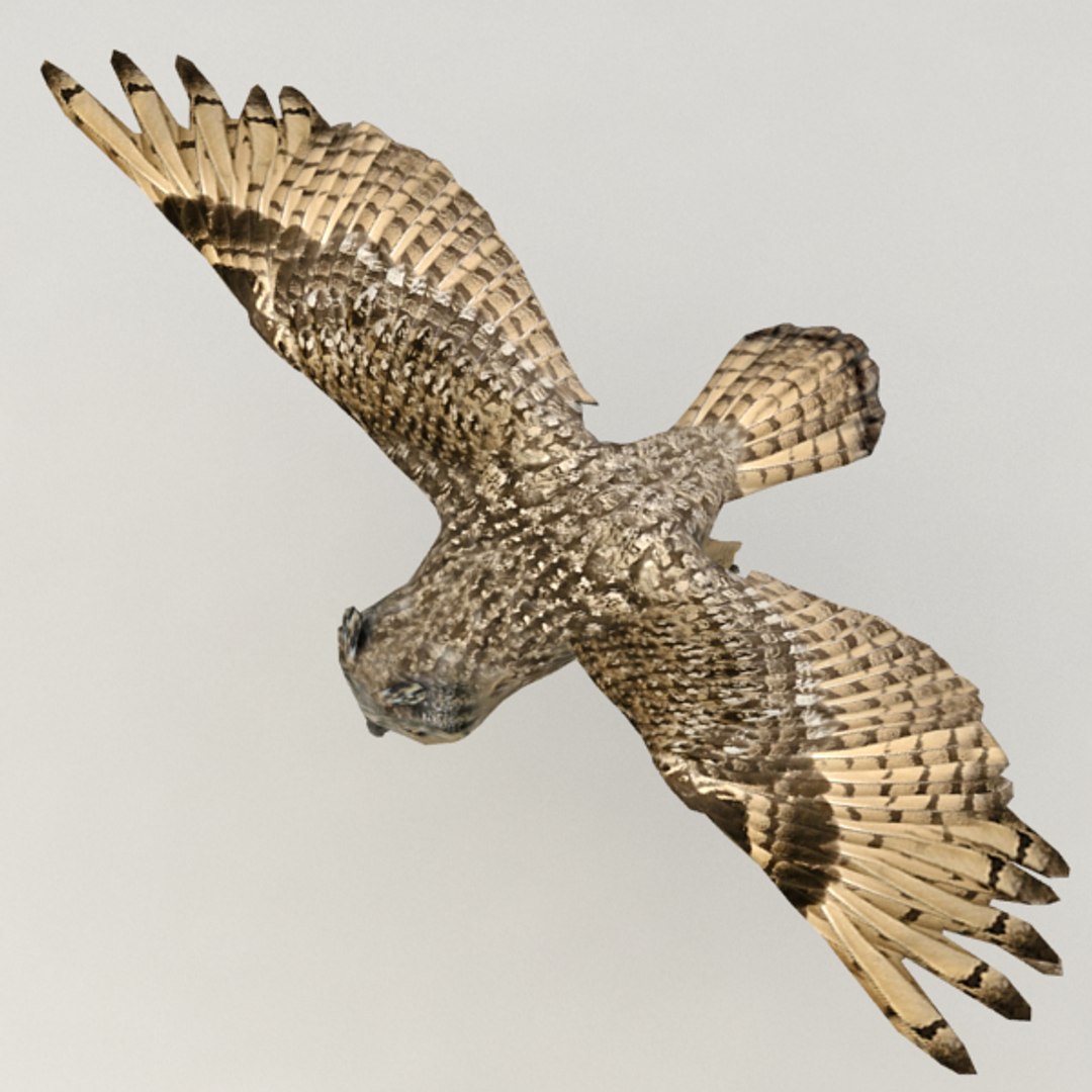 3d Rigged Owl Model
