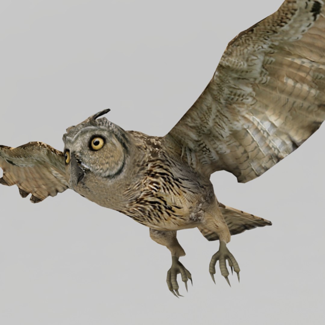 3d Rigged Owl Model
