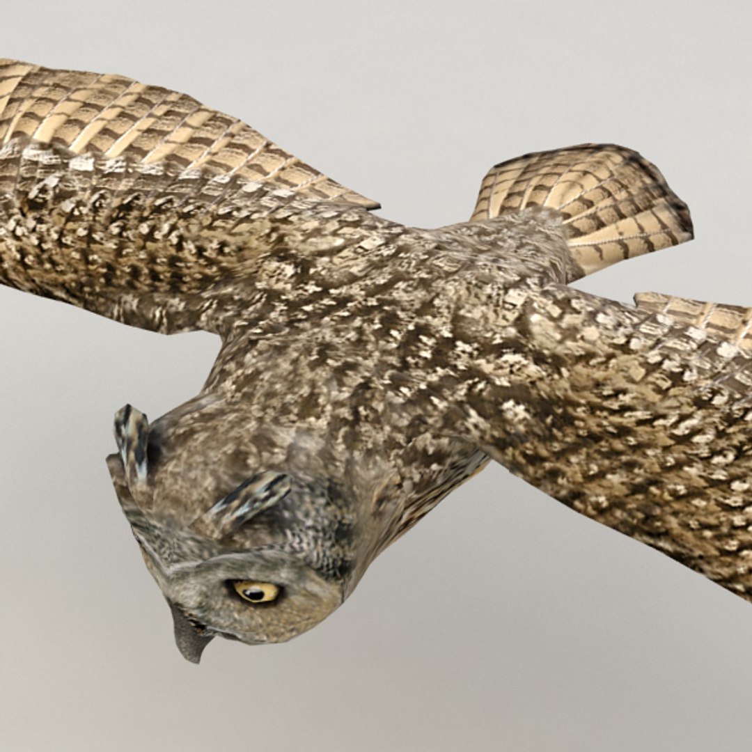 3d Rigged Owl Model