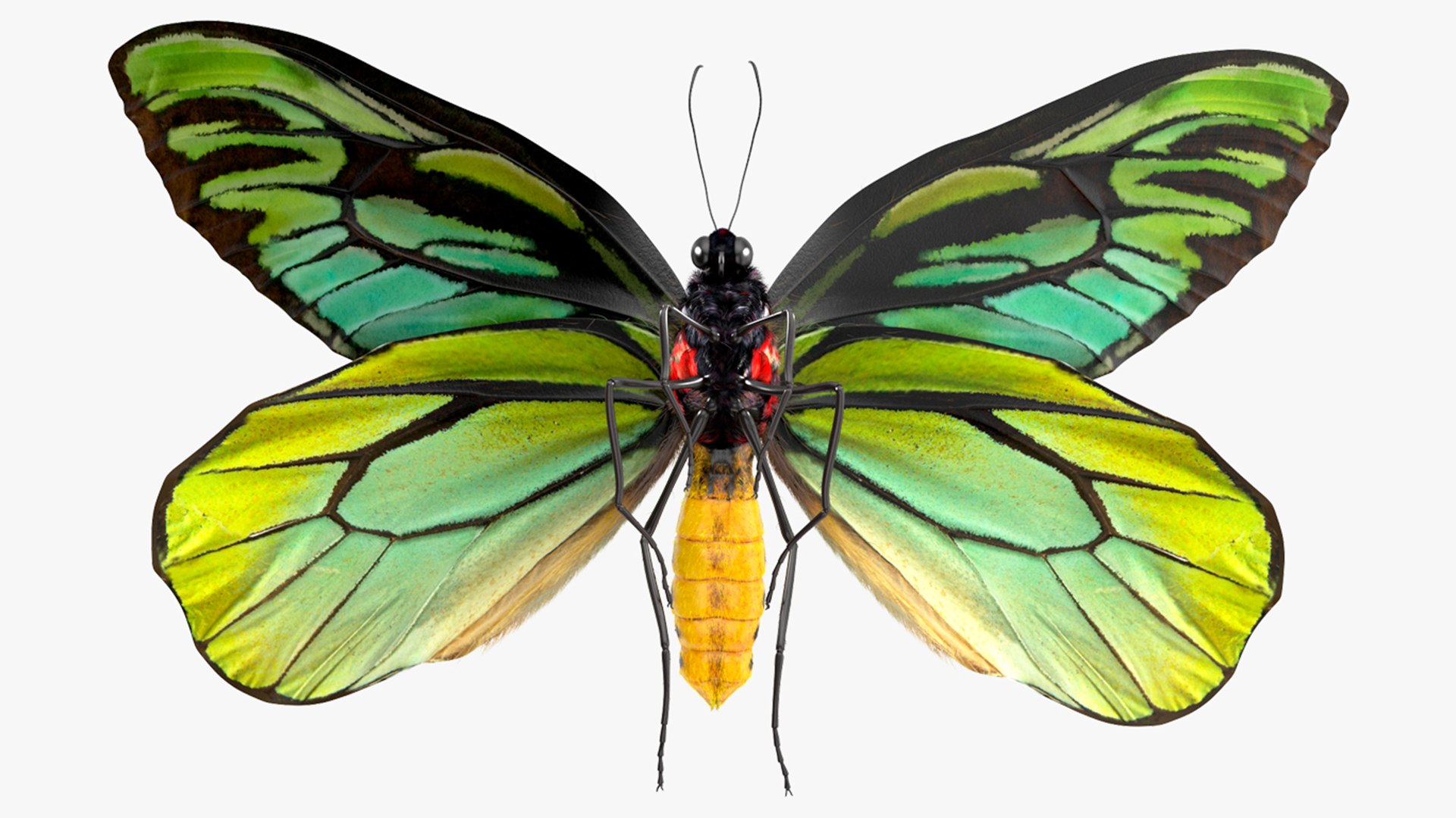 Animated Flight Ornithoptera Alexandrae Butterfly Fur 3D model ...
