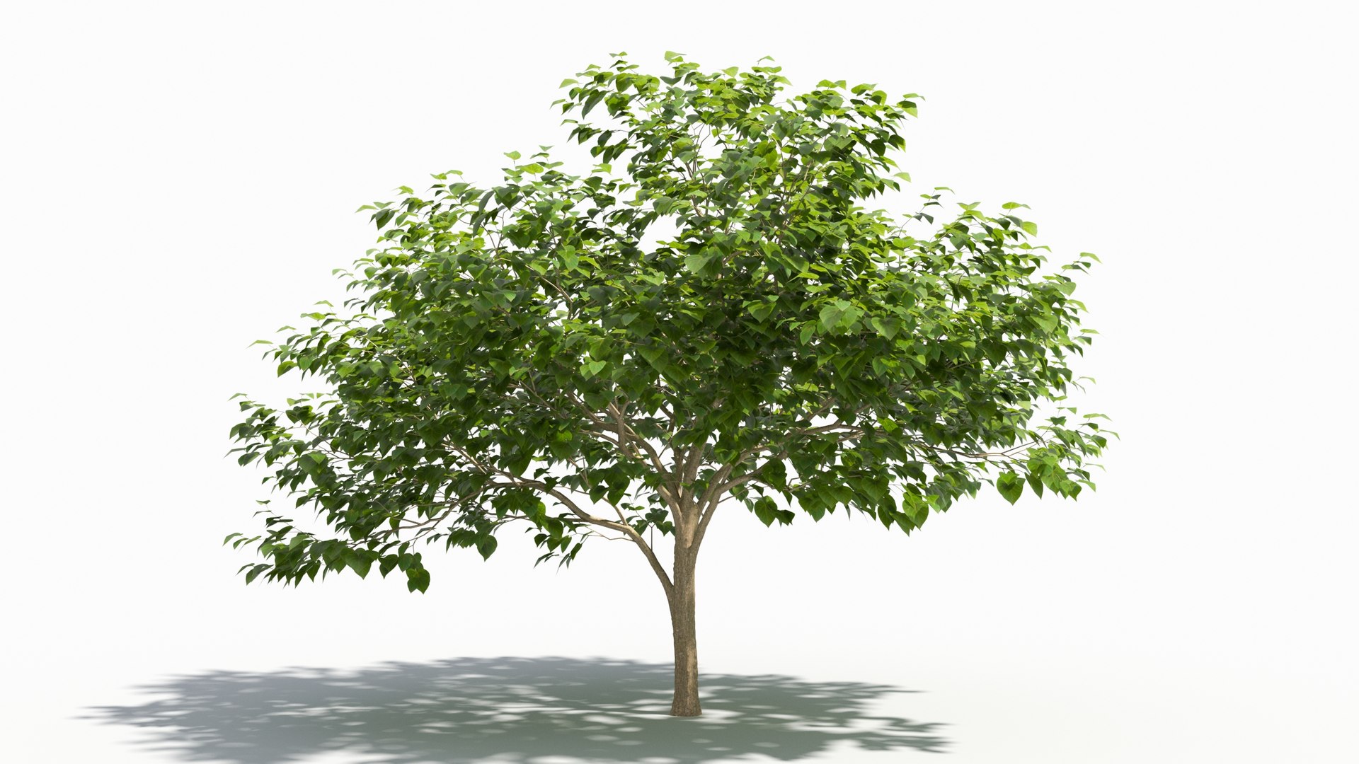 Catalpa Tree 3D - TurboSquid 2016126