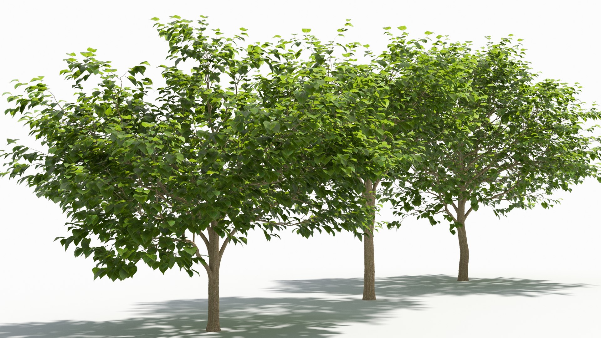 Catalpa Tree 3D - TurboSquid 2016126