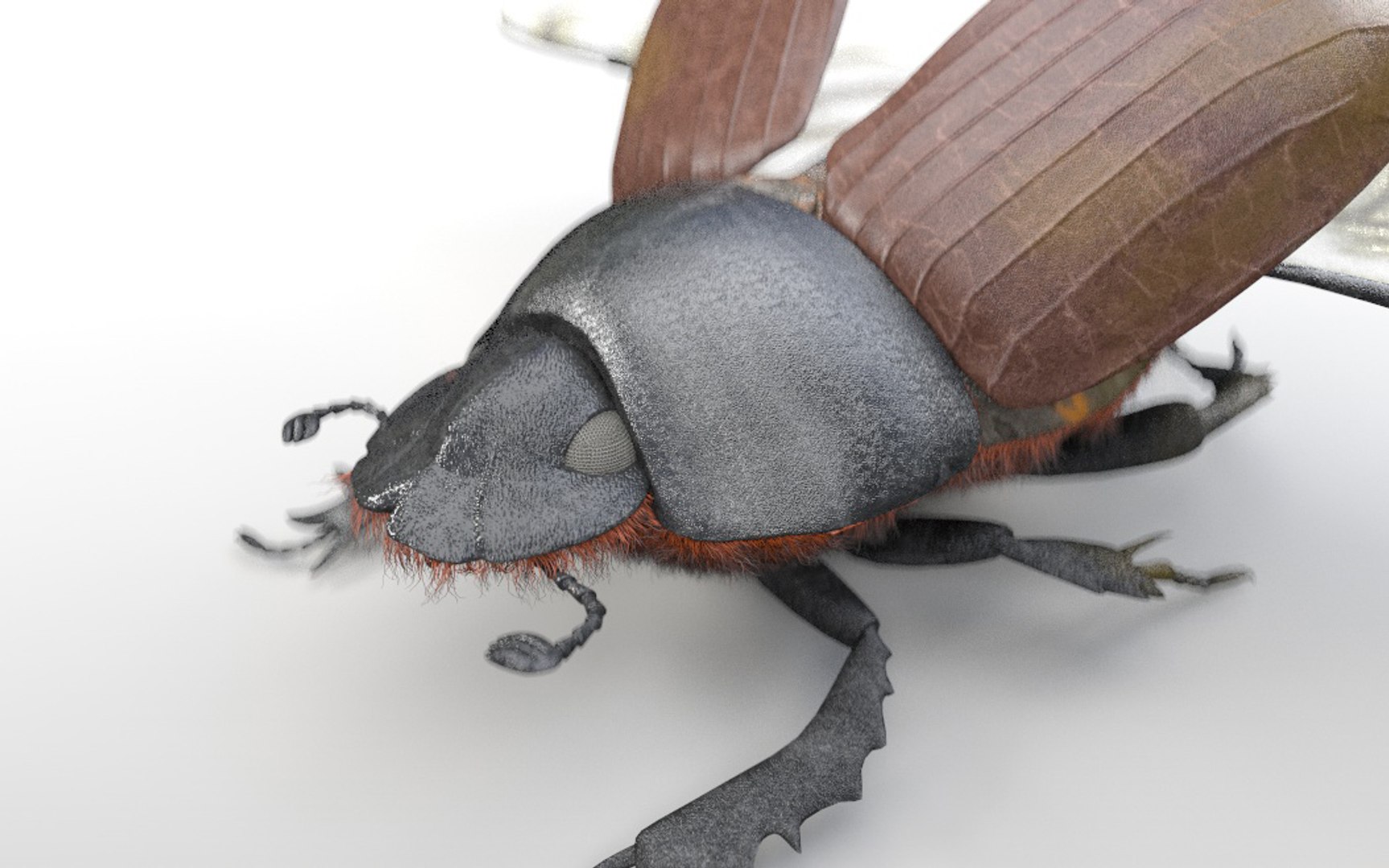 Bee Beetle 3D Model - TurboSquid 1537156