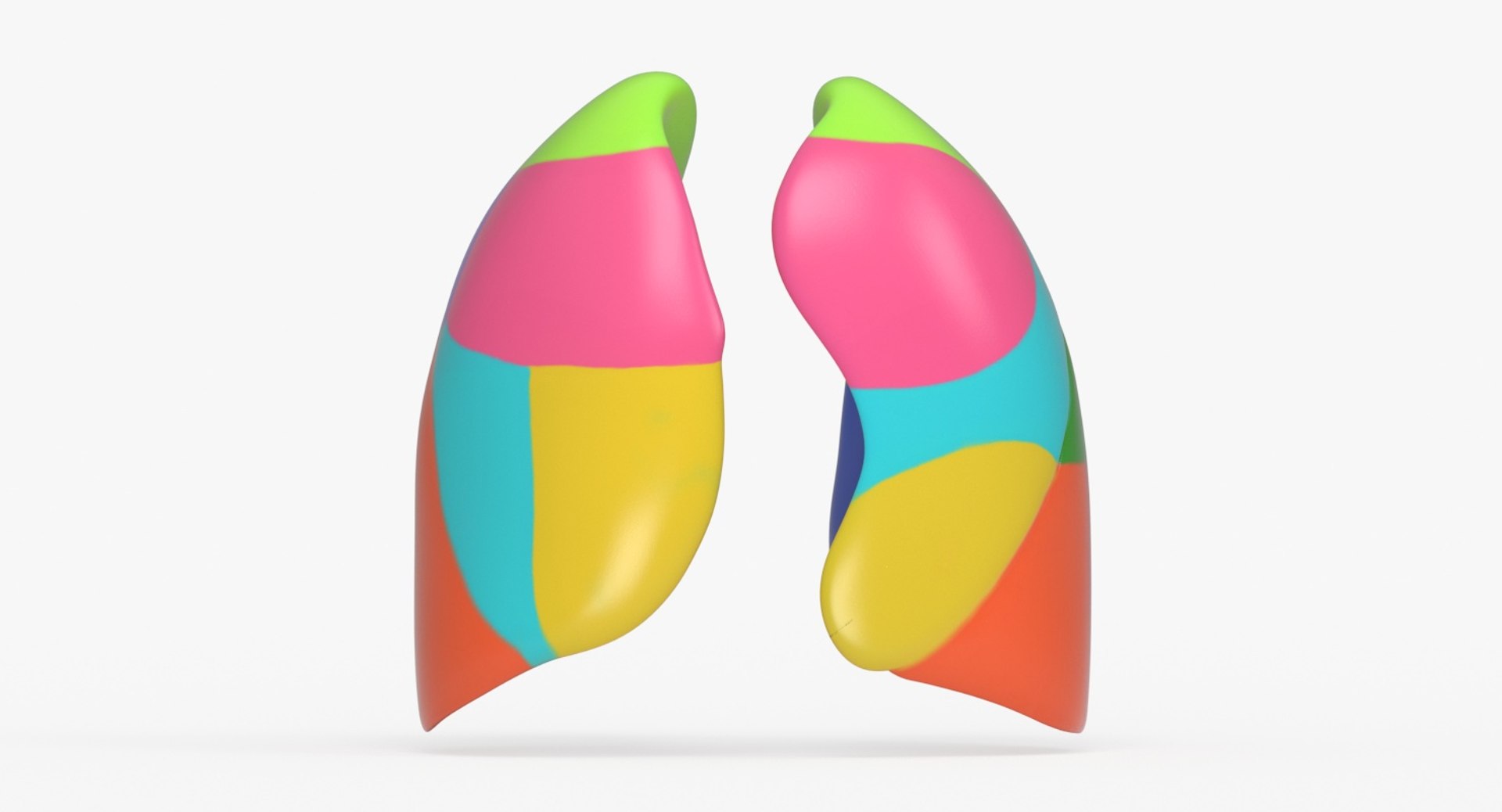 Lungs Anatomical Segments 3D Model - TurboSquid 1384492