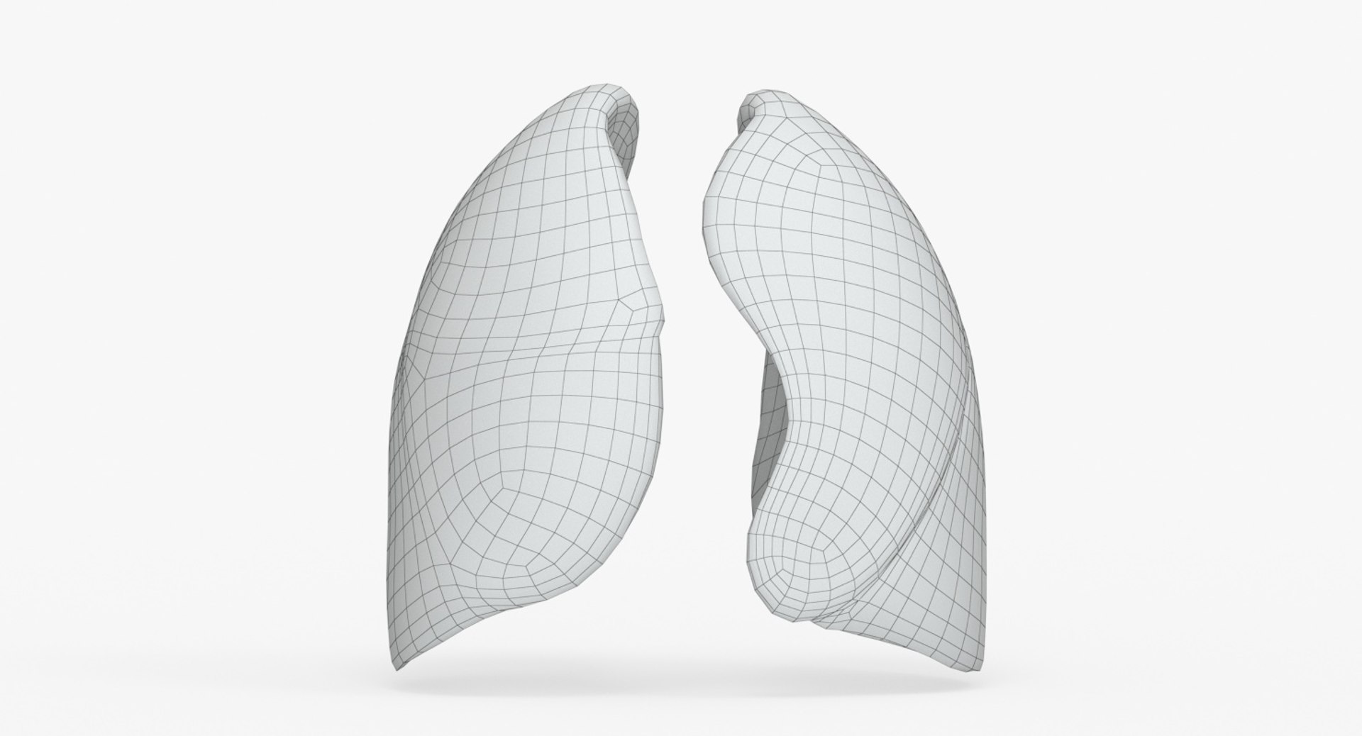 Lungs Anatomical Segments 3D Model - TurboSquid 1384492