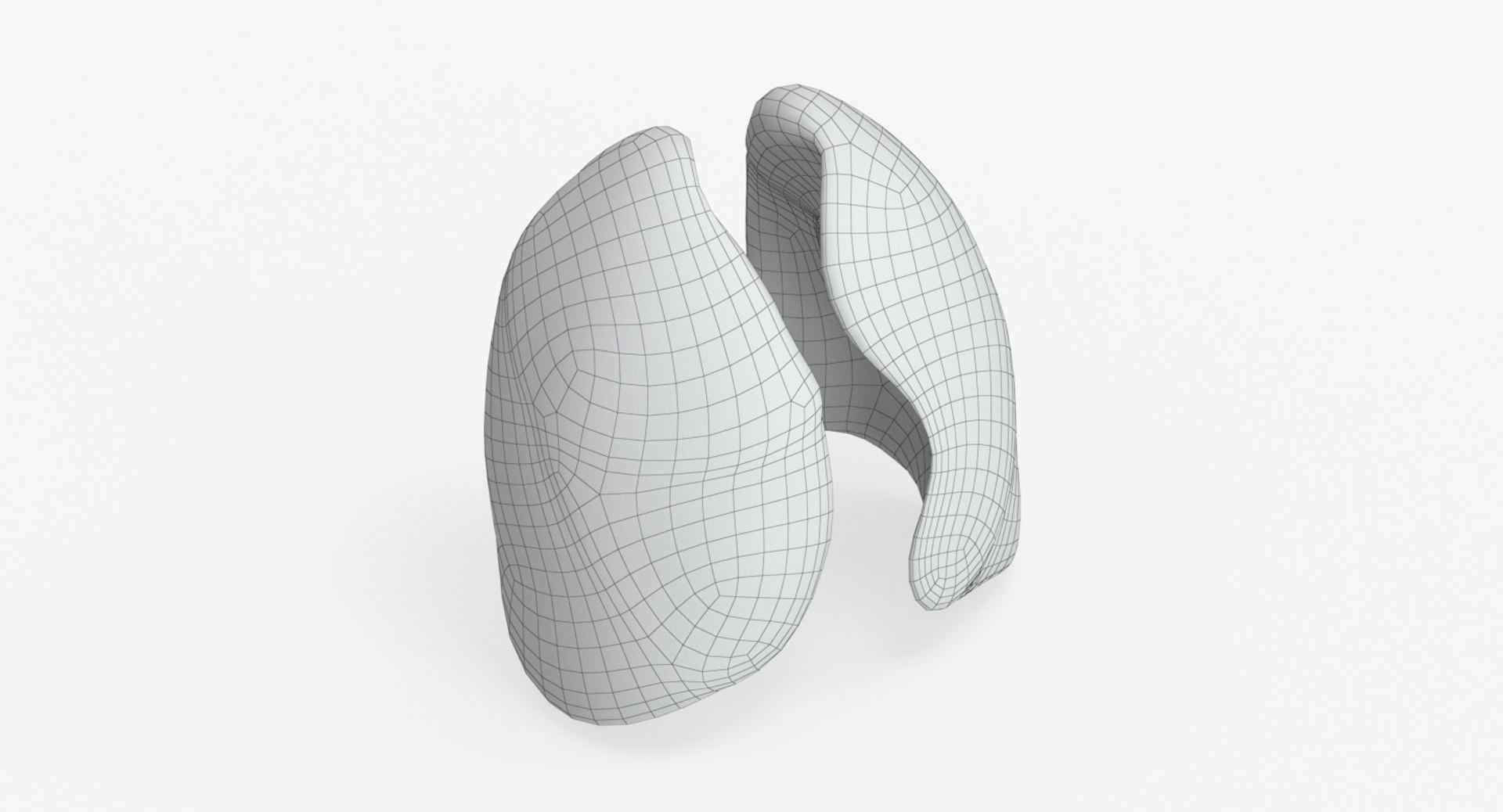 Lungs Anatomical Segments 3D Model - TurboSquid 1384492