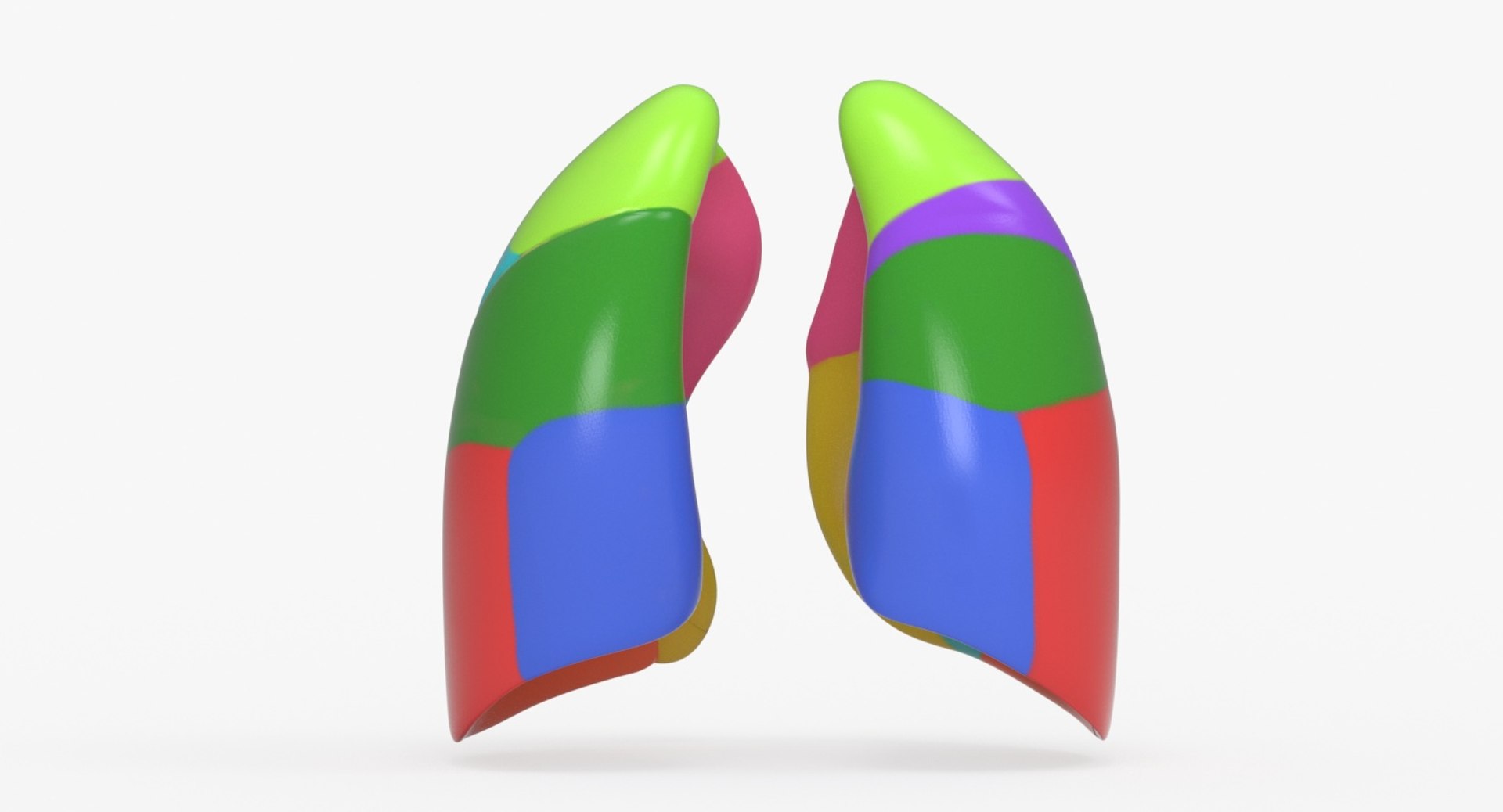 Lungs Anatomical Segments 3D Model - TurboSquid 1384492