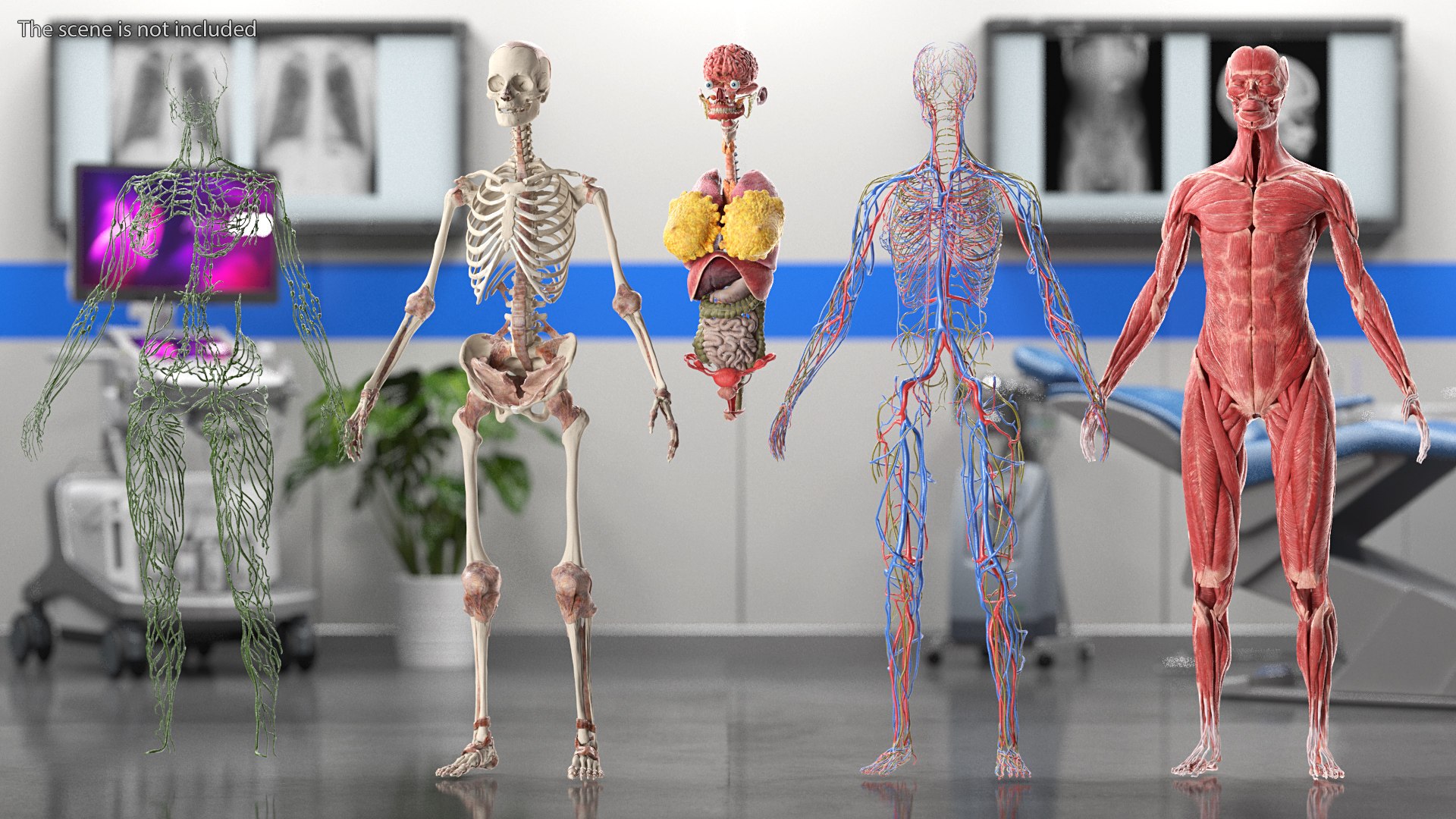 Female Full Body Anatomy Skinless 3D - TurboSquid 1859292