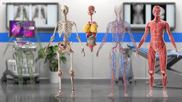 Female Full Body Anatomy Skinless 3D - TurboSquid 1859292