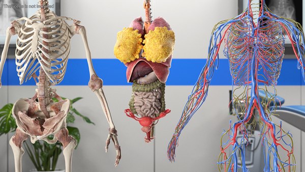 Female Full Body Anatomy Skinless 3D - TurboSquid 1859292