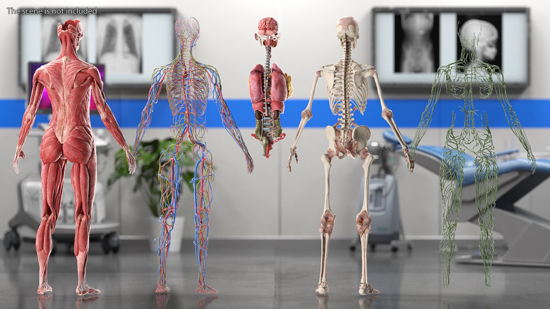 Female Full Body Anatomy Skinless 3D - TurboSquid 1859292