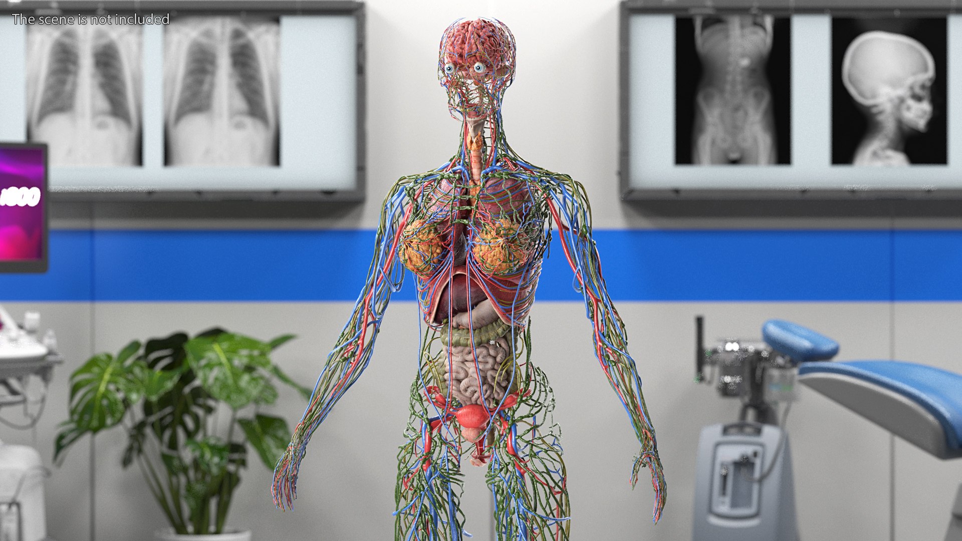 Female Full Body Anatomy Skinless 3D - TurboSquid 1859292