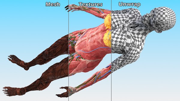 Female Full Body Anatomy Skinless 3D - TurboSquid 1859292
