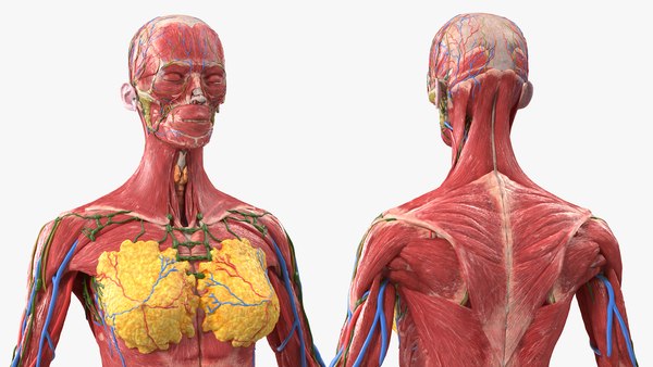 Female Full Body Anatomy Skinless 3D - TurboSquid 1859292