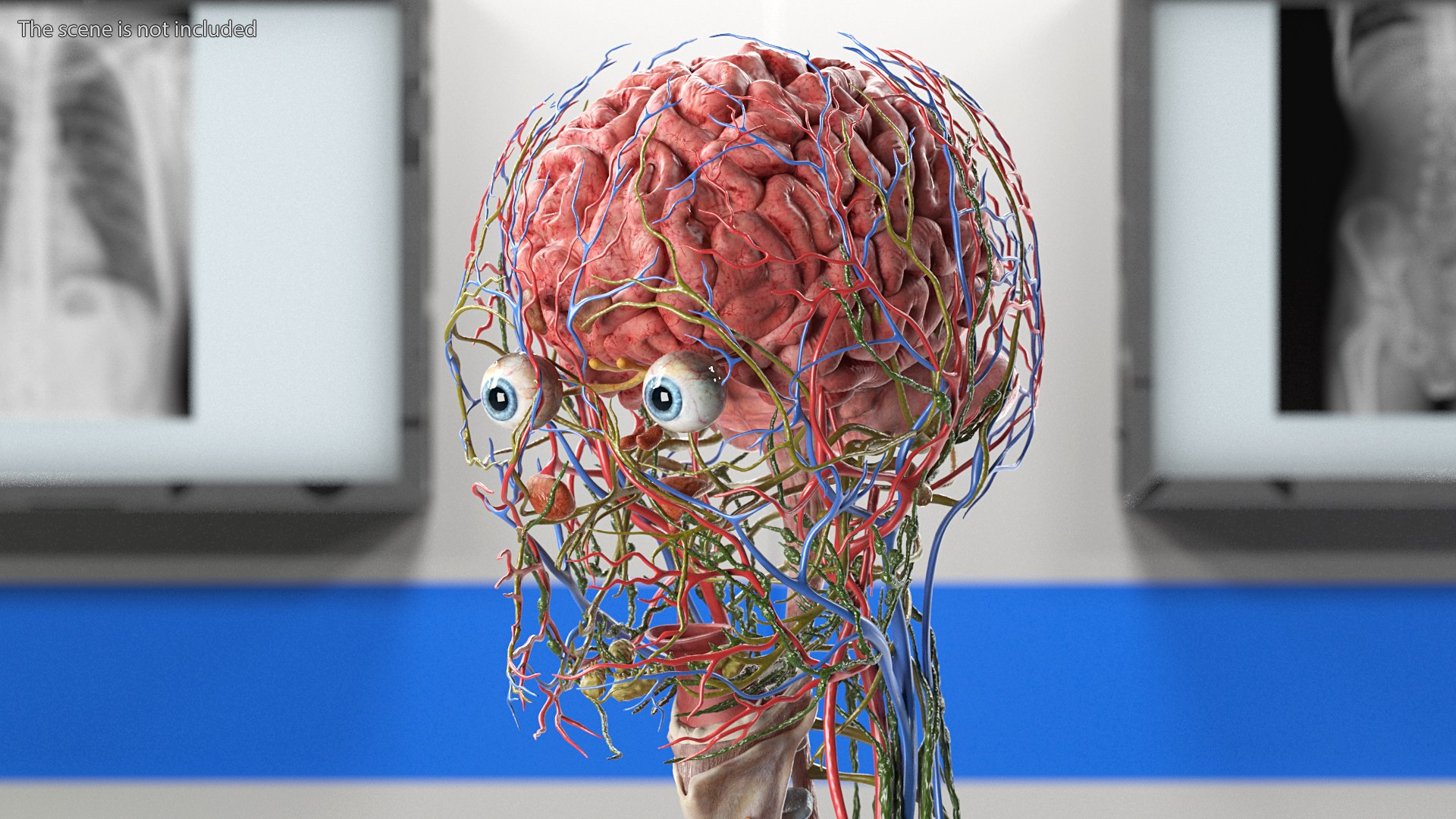 Female Full Body Anatomy Skinless 3D - TurboSquid 1859292