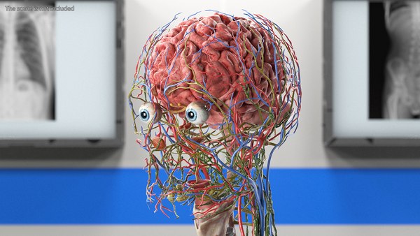 Female Full Body Anatomy Skinless 3D - TurboSquid 1859292