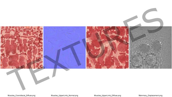 Female Full Body Anatomy Skinless 3D - TurboSquid 1859292