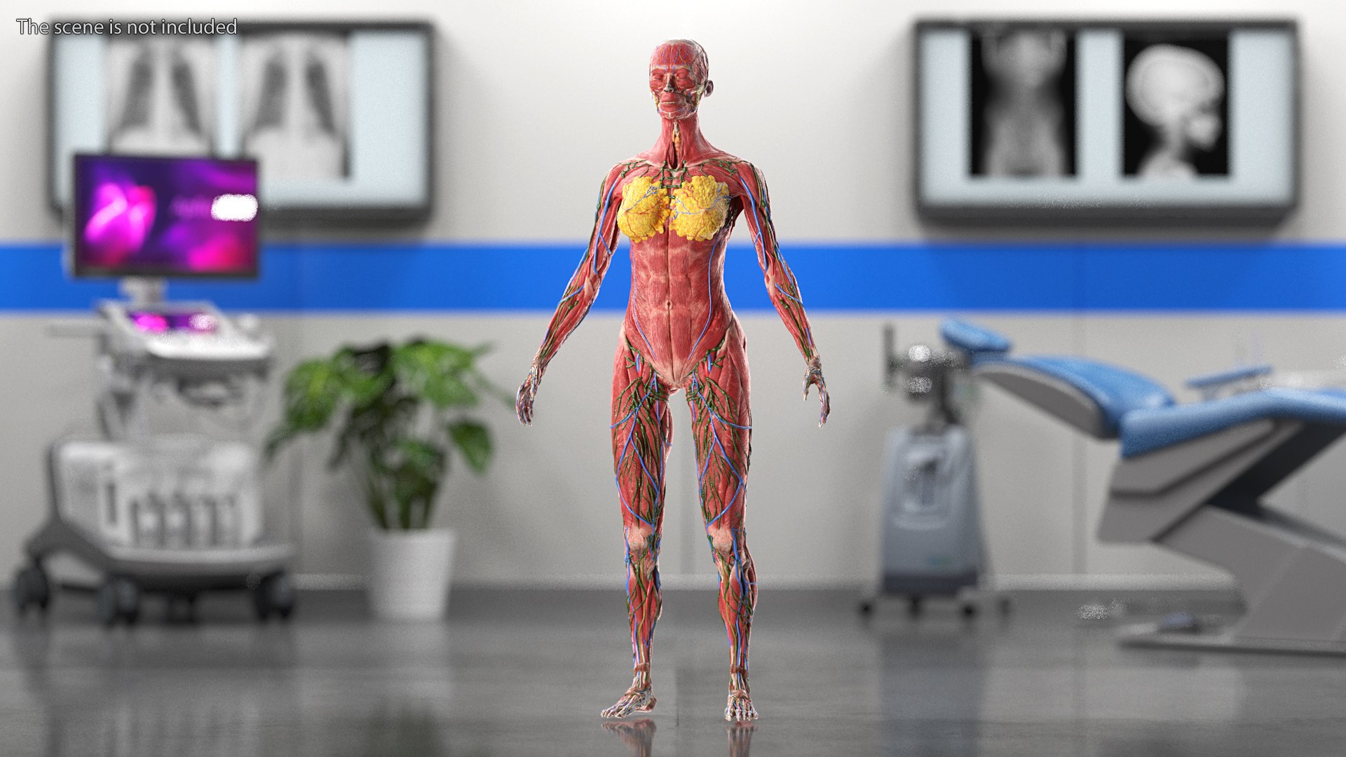 Female Full Body Anatomy Skinless 3D - TurboSquid 1859292
