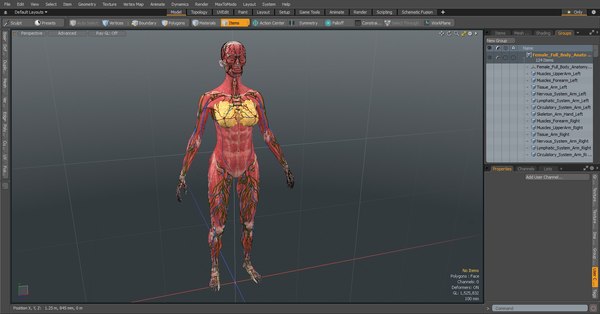 Female Full Body Anatomy Skinless 3D - TurboSquid 1859292