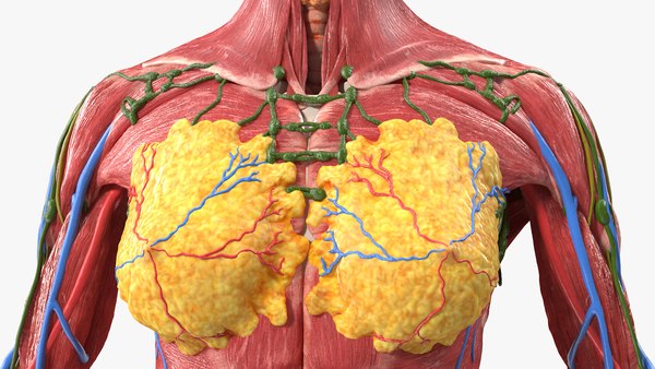 Female Full Body Anatomy Skinless 3D - TurboSquid 1859292