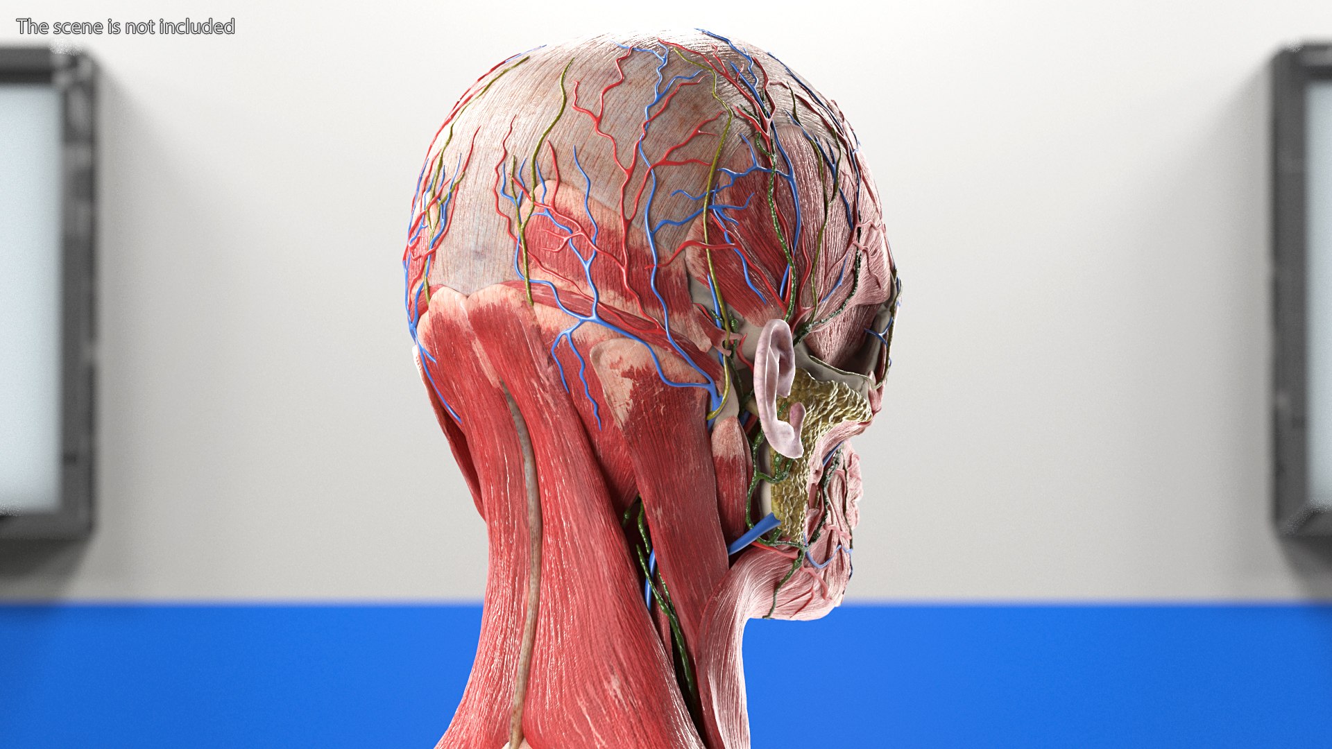 Female Full Body Anatomy Skinless 3D - TurboSquid 1859292