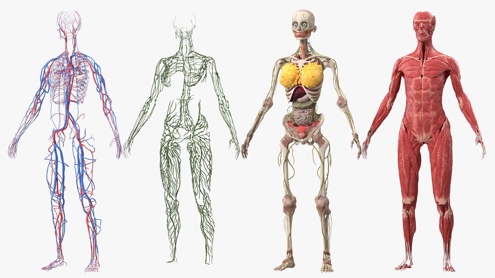 Female Full Body Anatomy Skinless 3D - TurboSquid 1859292