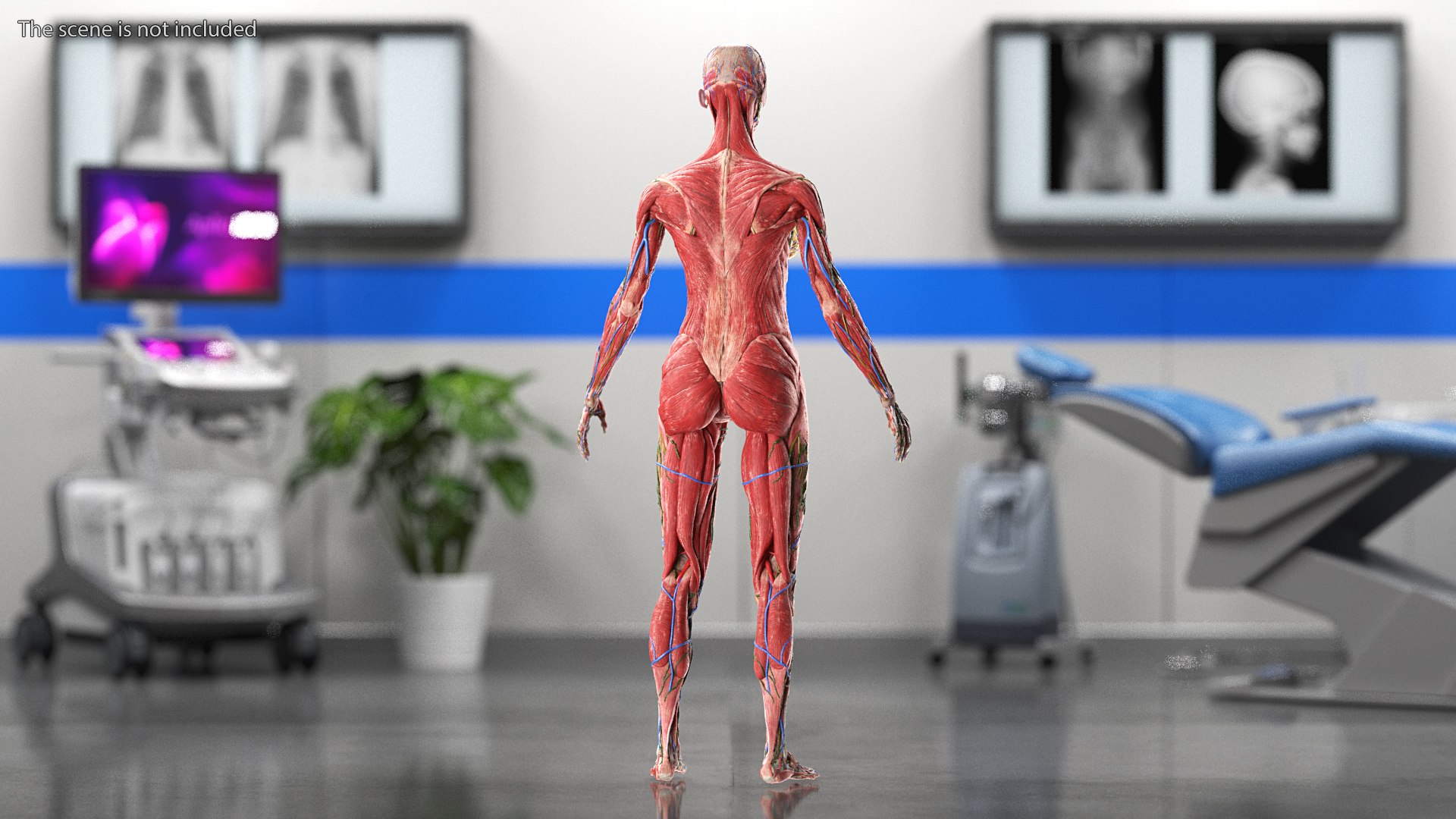 Female Full Body Anatomy Skinless 3D - TurboSquid 1859292