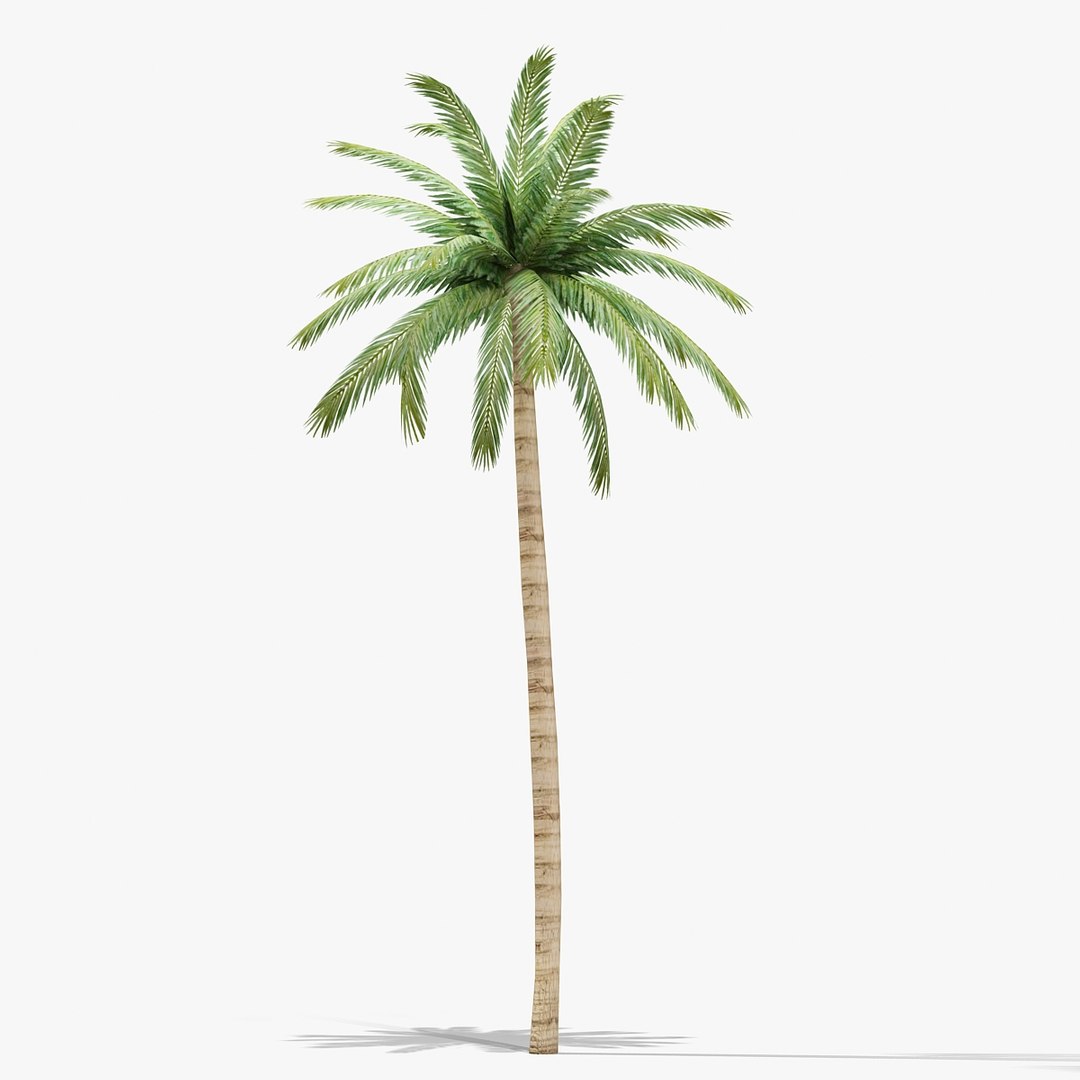 3d palm tree