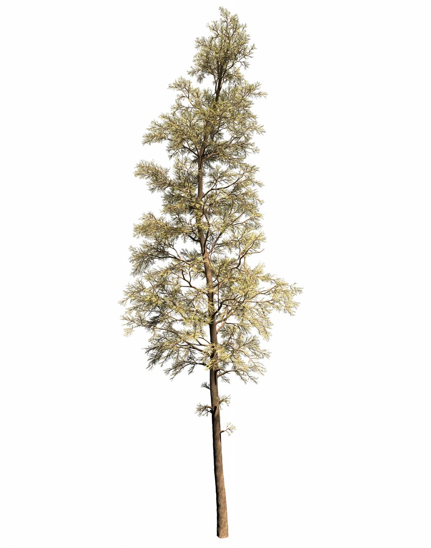 Pine tree 02 model - TurboSquid 1727076