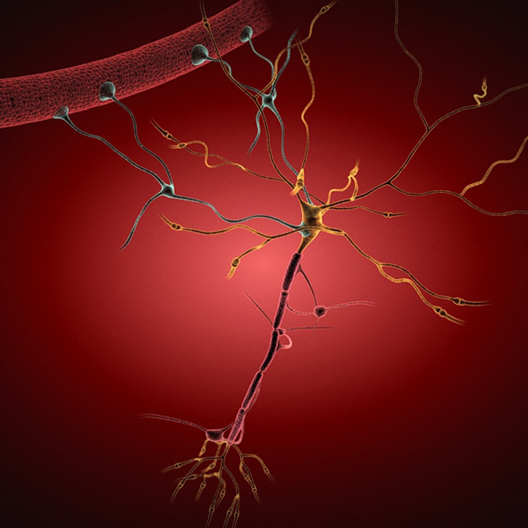 3d neuron cell model