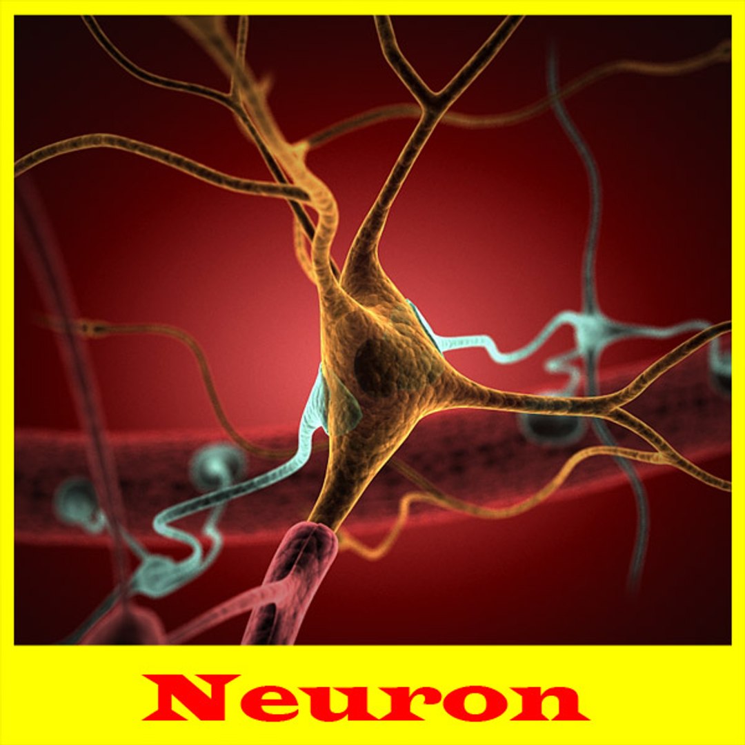 3d neuron cell model