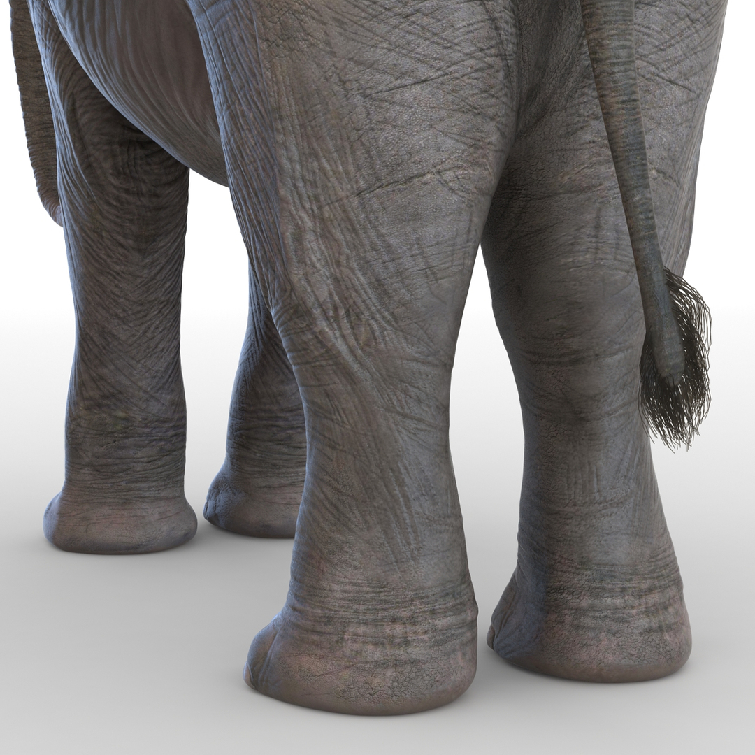 baby elephant rigged 3d model
