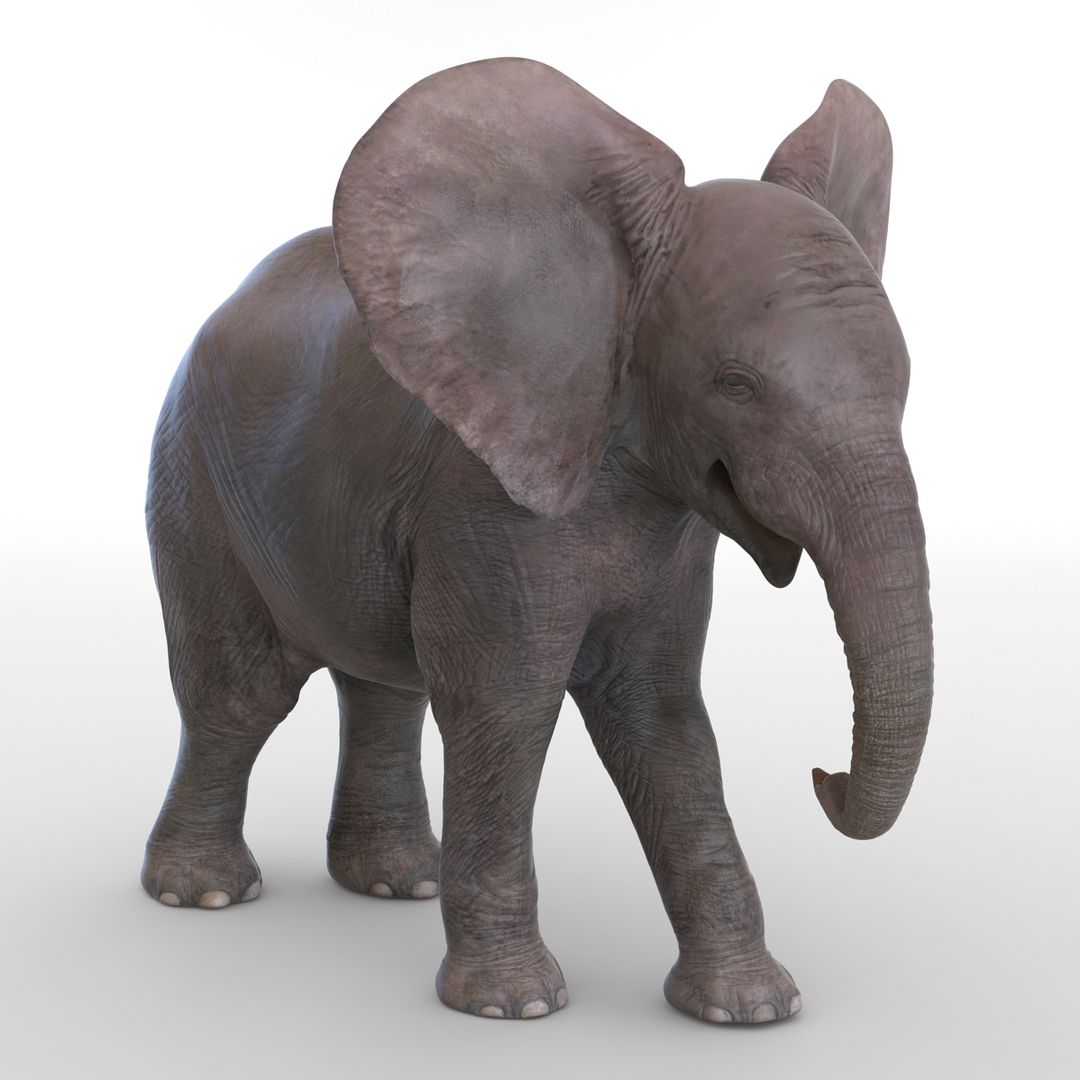 baby elephant rigged 3d model