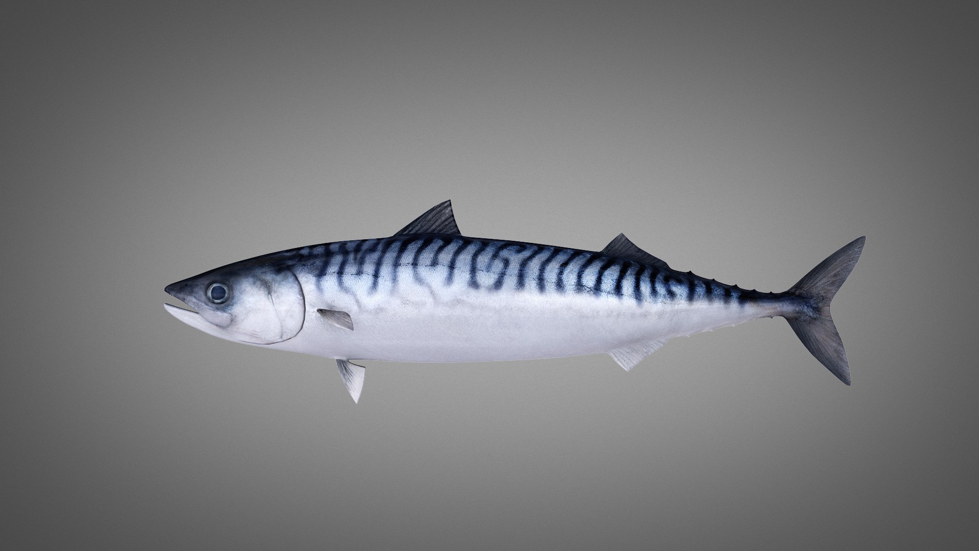 Atlantic Mackerel 3d Obj