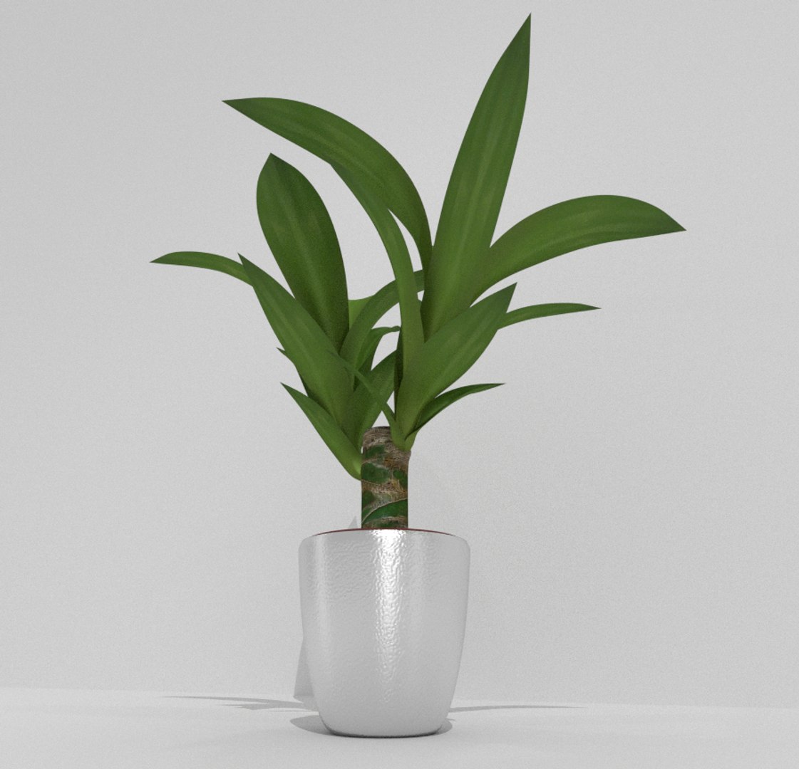 Indoor Pot Plant 3d Model