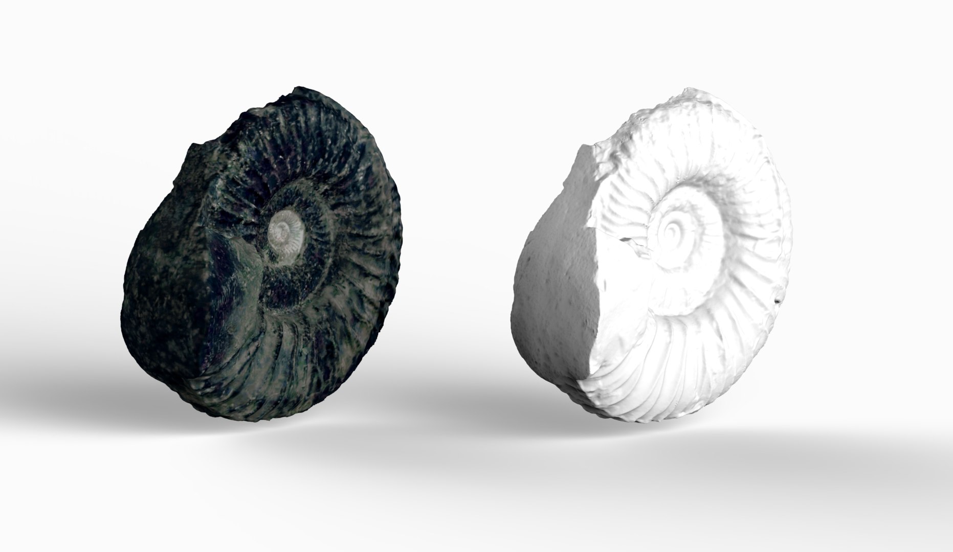 Large Ammonite Fossil Model - TurboSquid 2367958