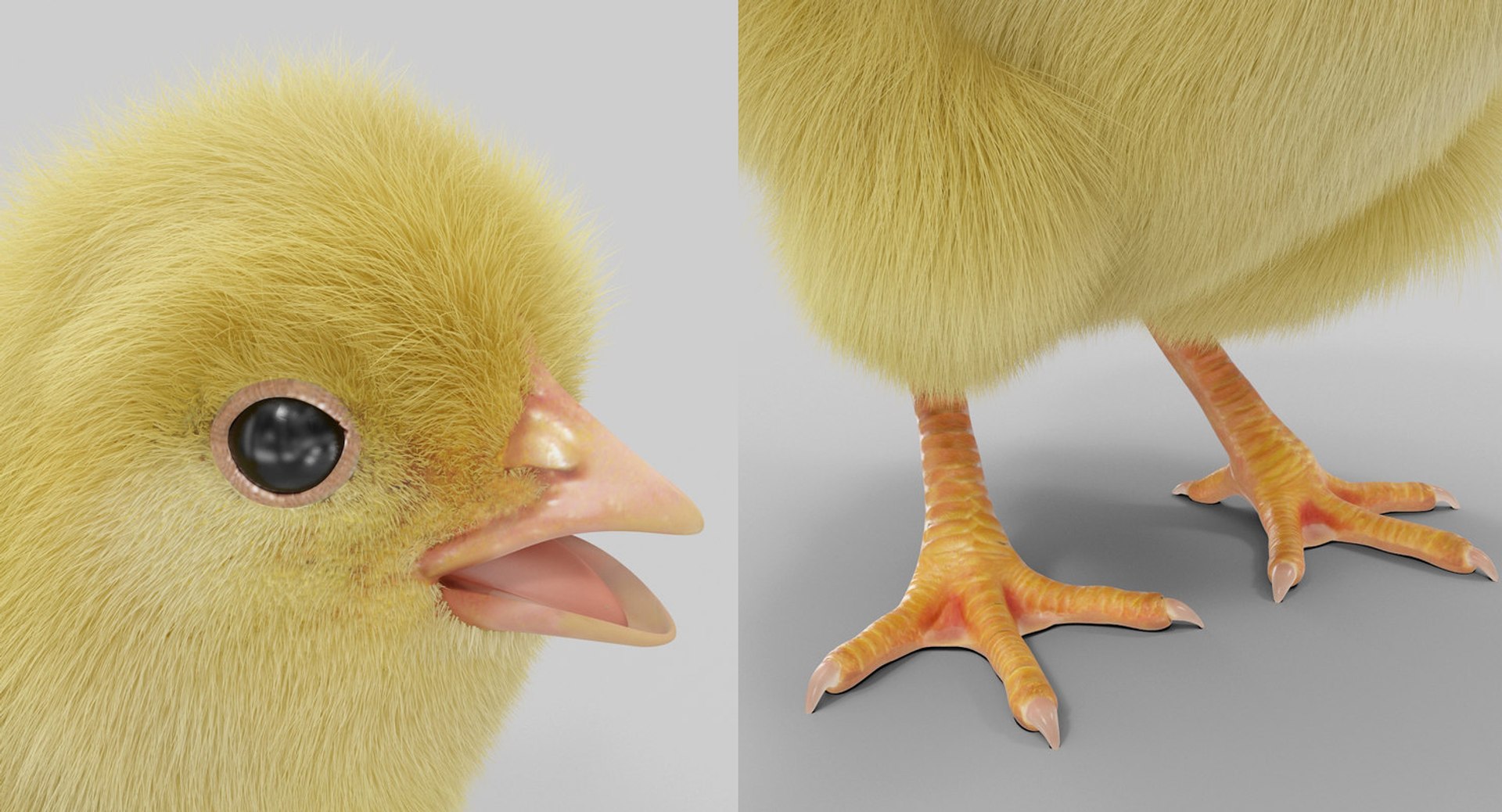 Chicken Evolution Chick 3D Model - TurboSquid 1327294