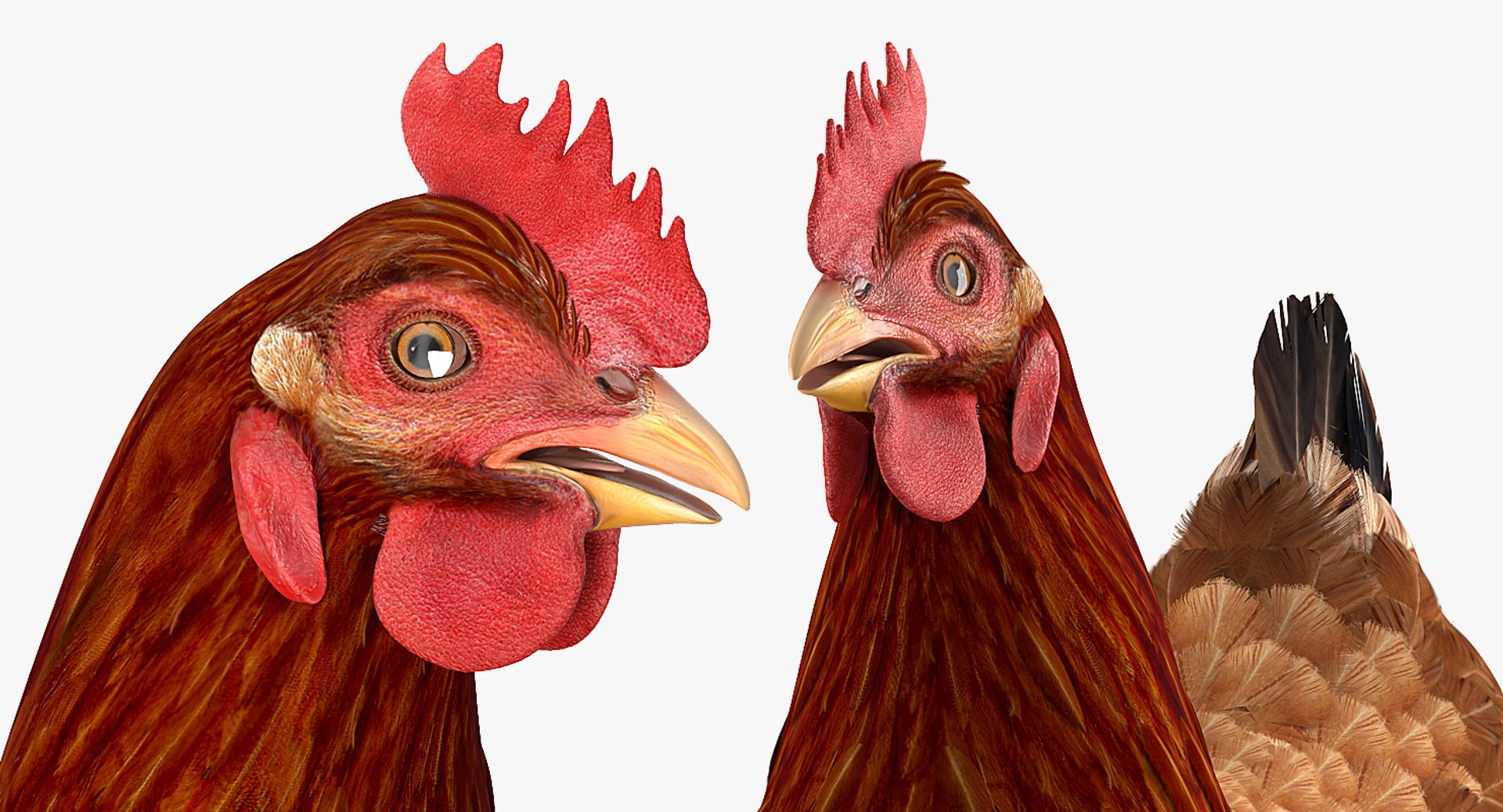 Chicken Evolution Chick 3D Model - TurboSquid 1327294