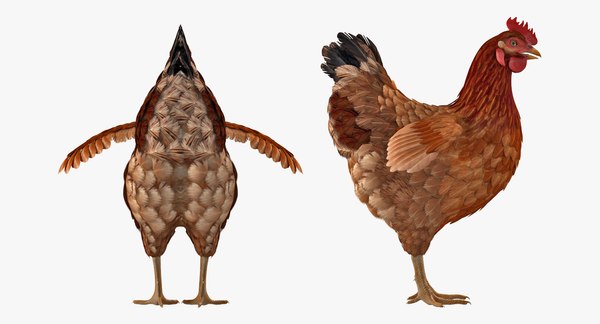 Chicken evolution chick 3D model - TurboSquid 1327294